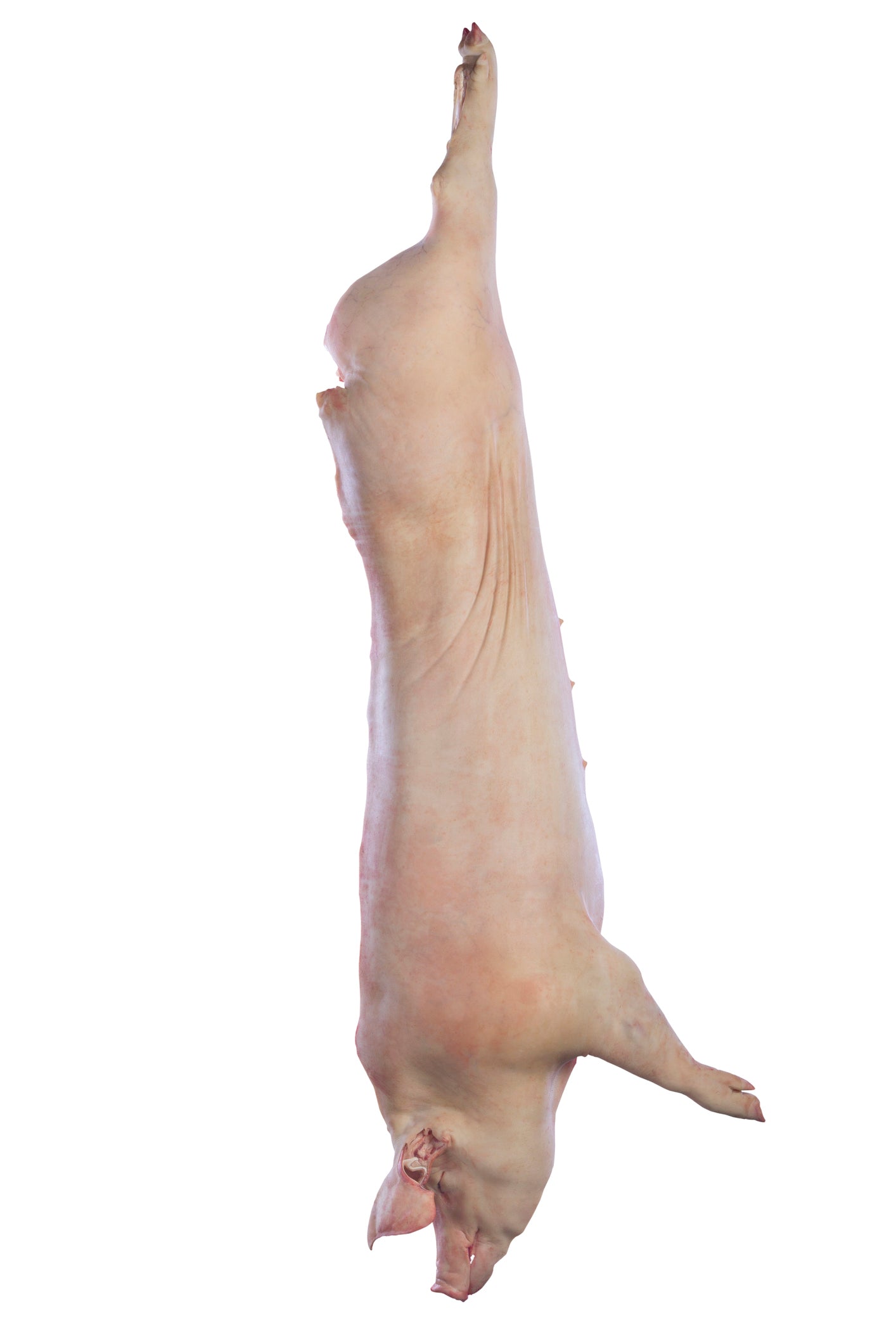 Whole Spit Pig – the-meat-hub-6973